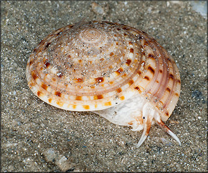 Architectonica nobilis Röding, 1798 Common Sundial